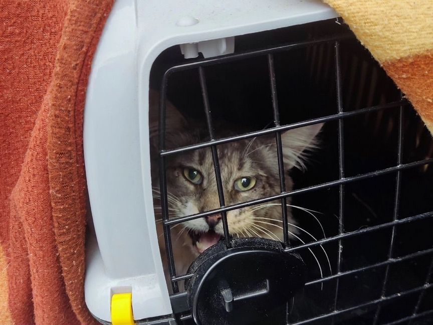 Кот метис мейкун