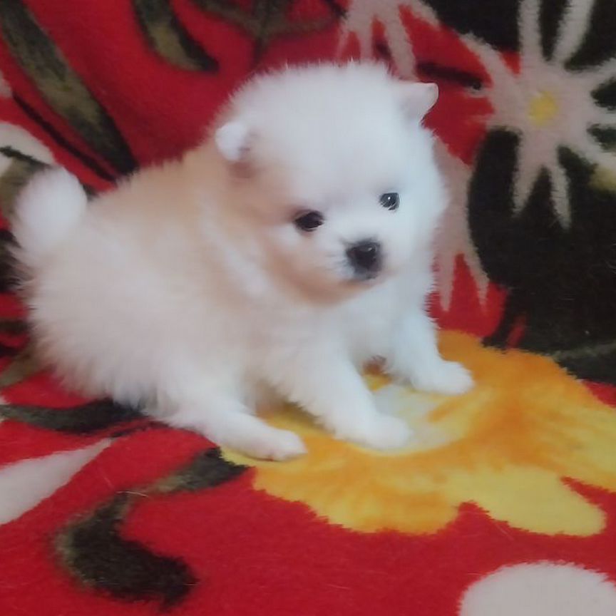 Померанский шпиц, щенок