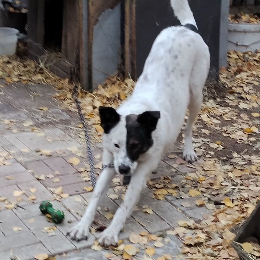 Взрослая собака в добрые руки