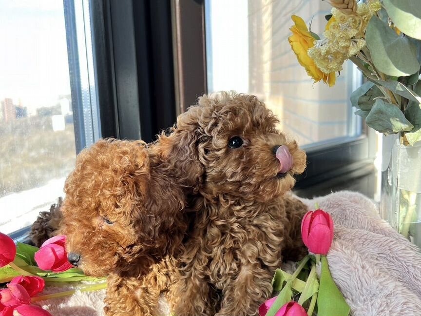 Щенки той пуделя красные, бронь на апрель