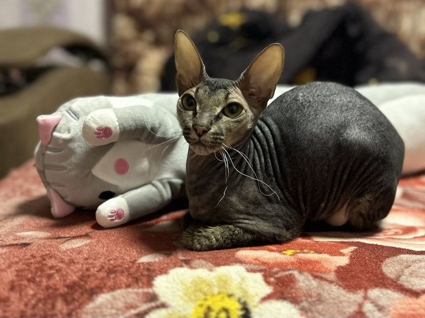 Донской сфинкс браш