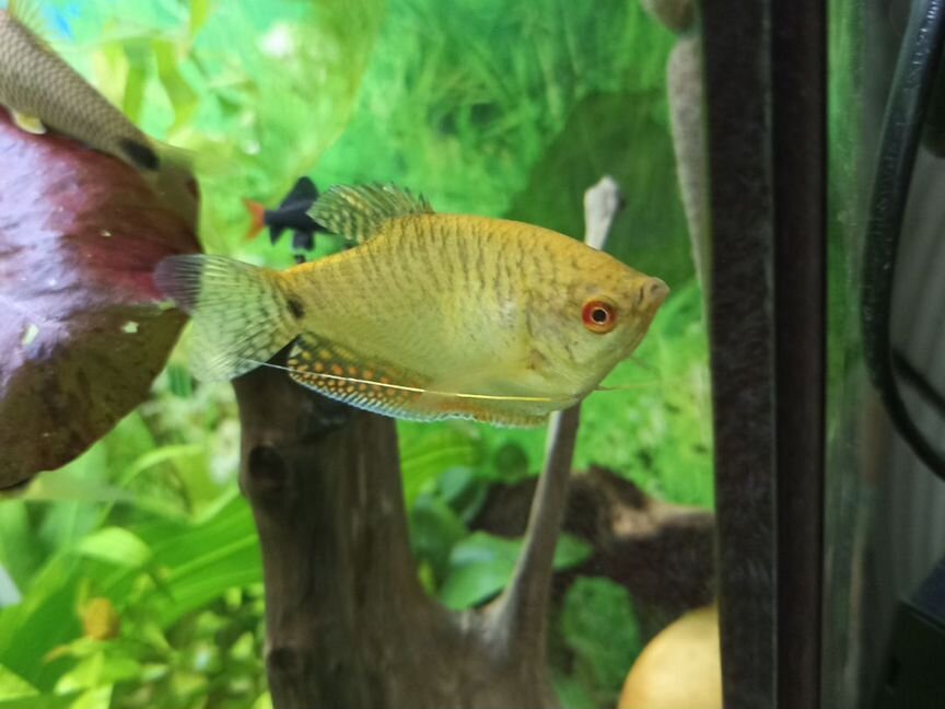 Аквариумные рыбки и растения