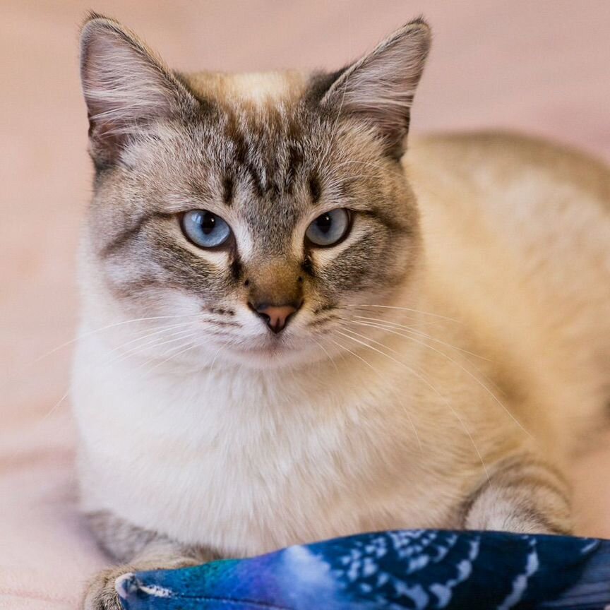 Кот Лютик