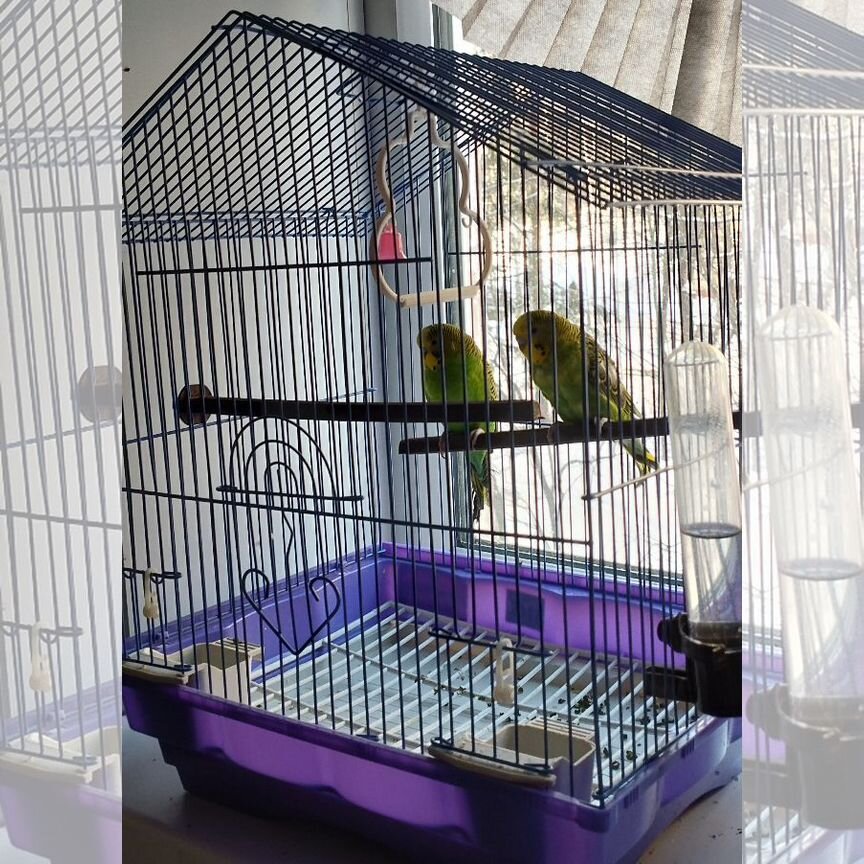 Волнистый попугай с клеткой