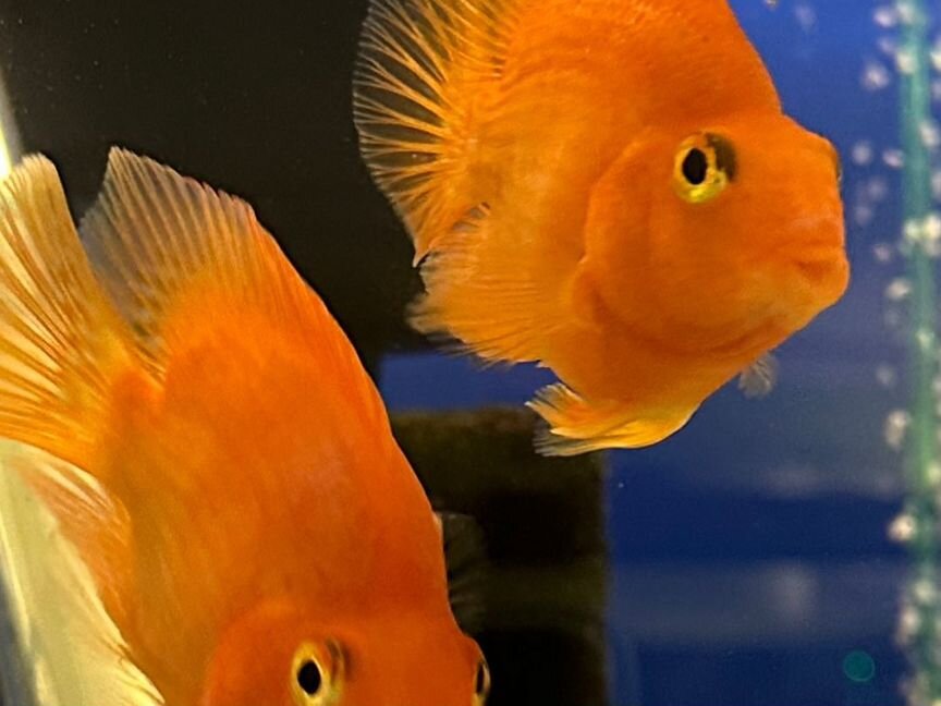 Попугай красный (Red parrot) Индонезия