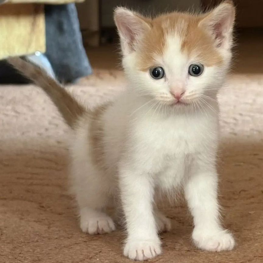 Котёнок в добрые руки