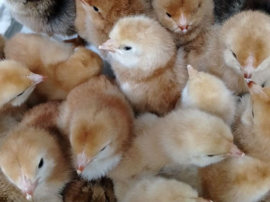 Цыплята венгерского великана, Фокси чик