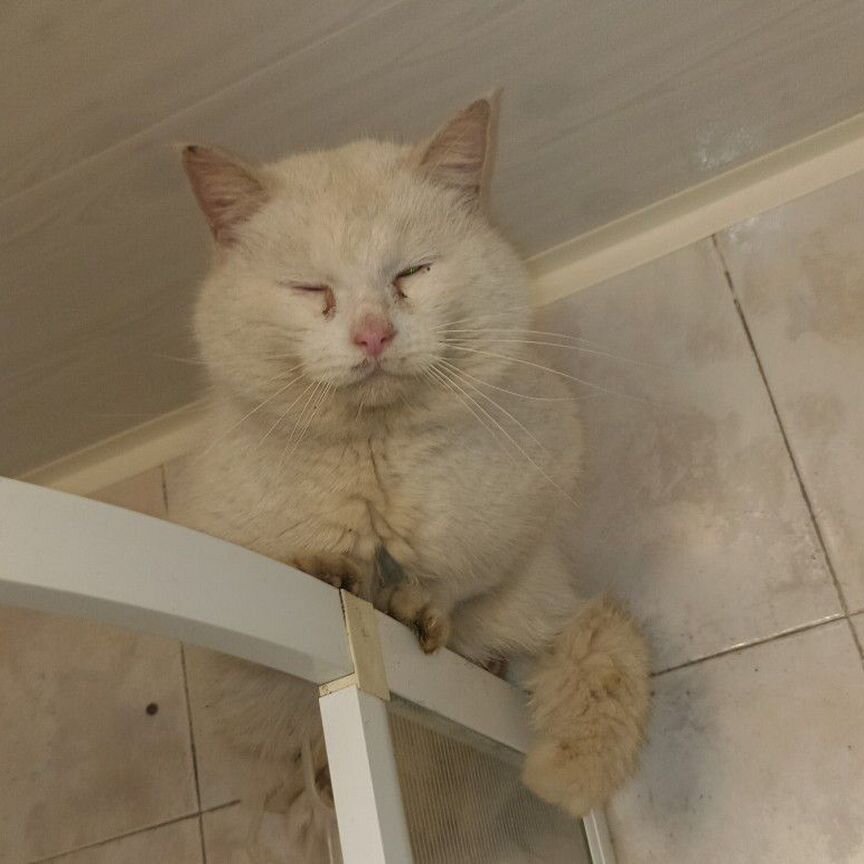 Белый кот ищет дом