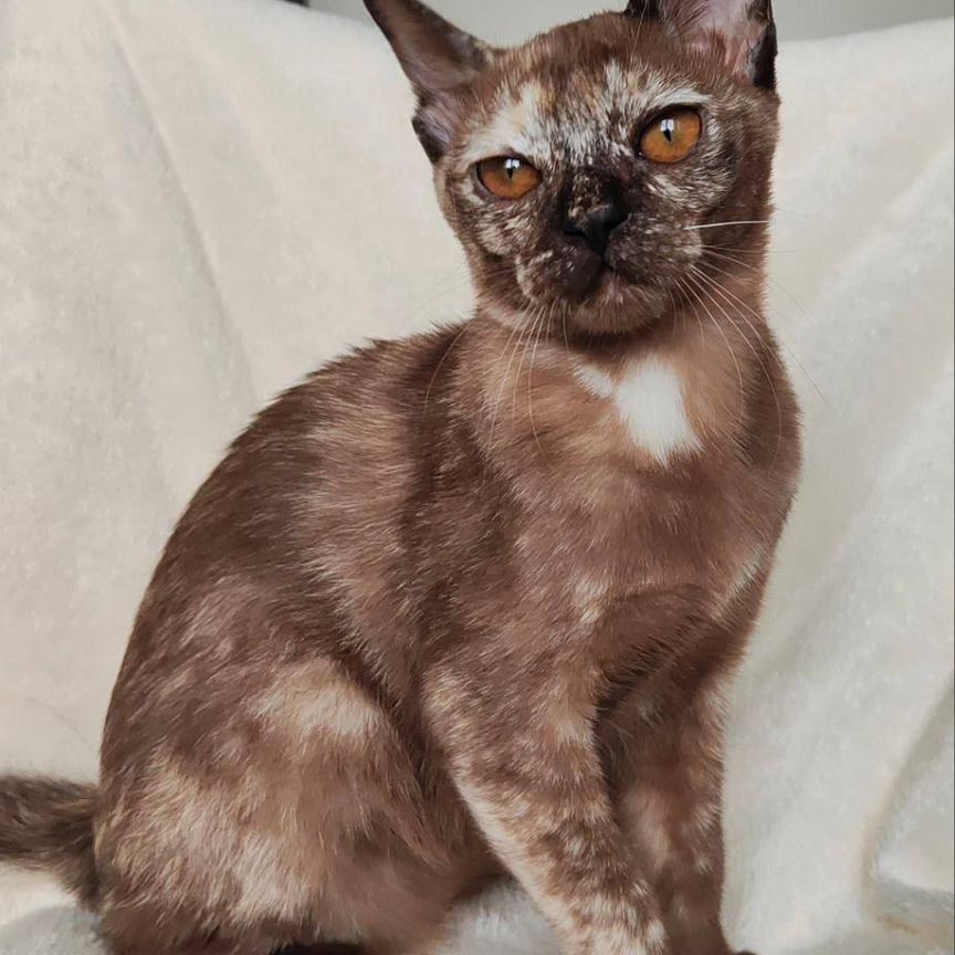 Бурманский котенок