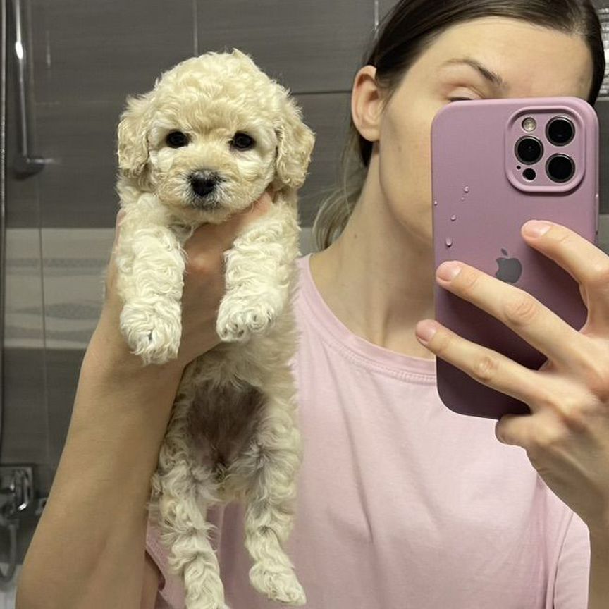 Той-пудель, щенок