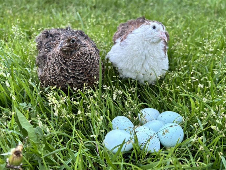 Инкубационное яйцо перепелов белый гигант, селадон