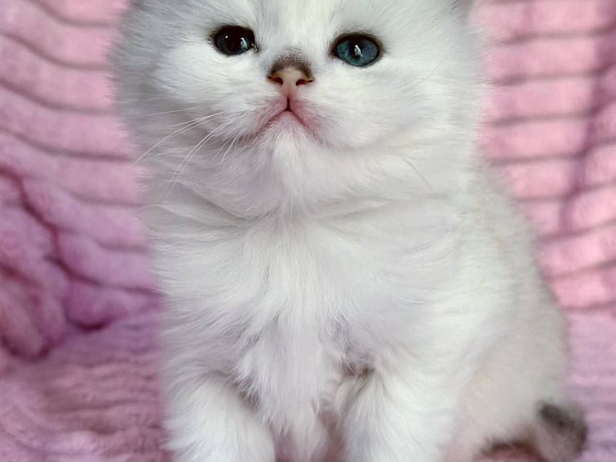 Шотландский красавчик