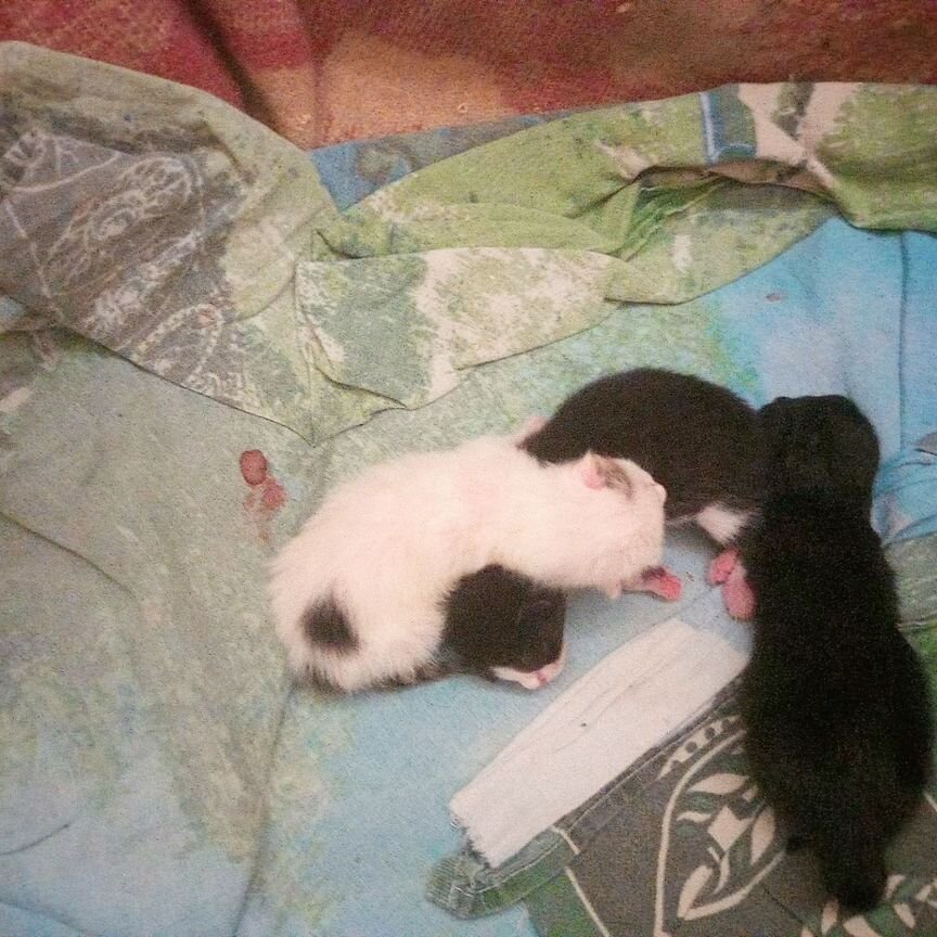 Отдам бесплатно котят
