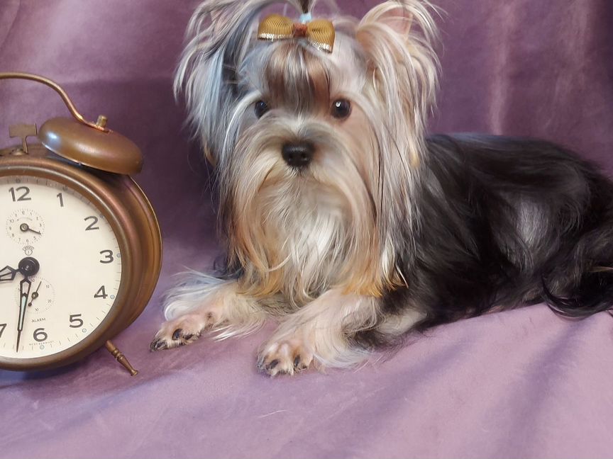 Подрощенный крошка йорк