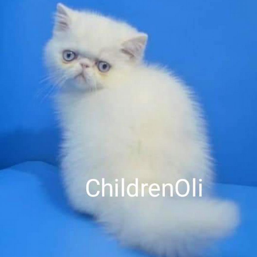 Синеглазый белоснежный малыш экзот