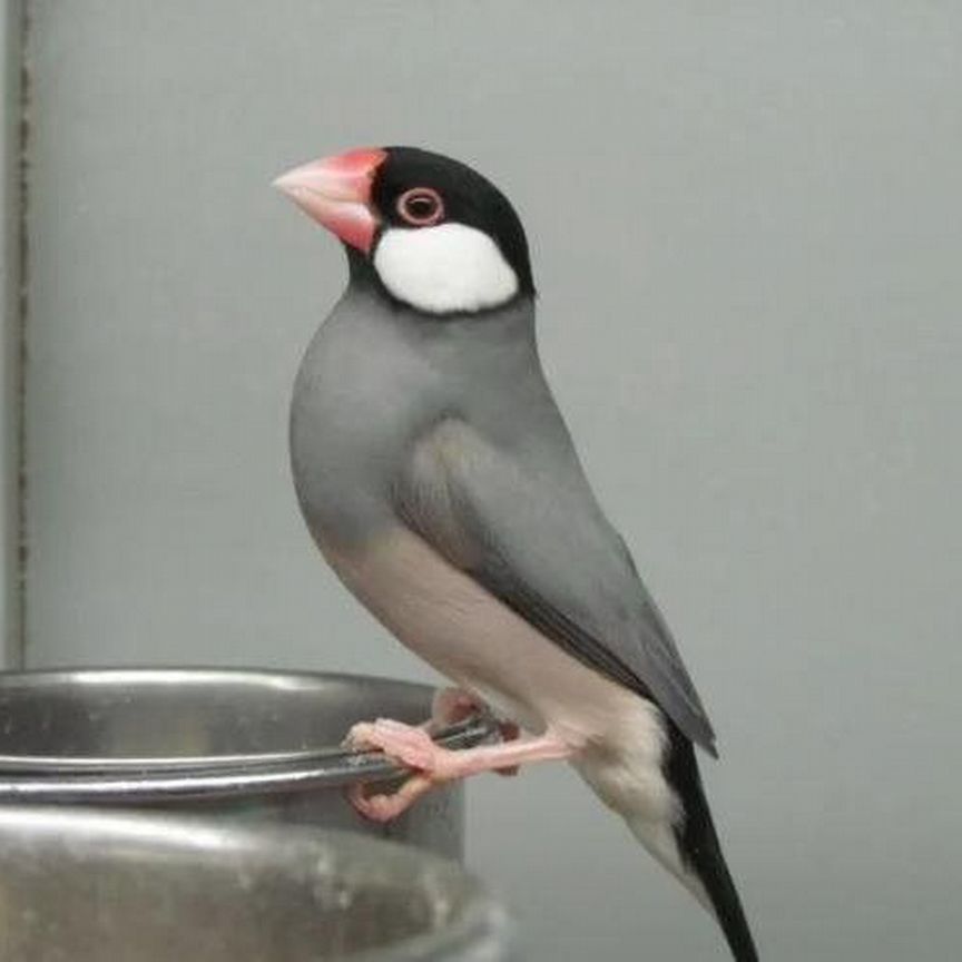 Рисовые амадины