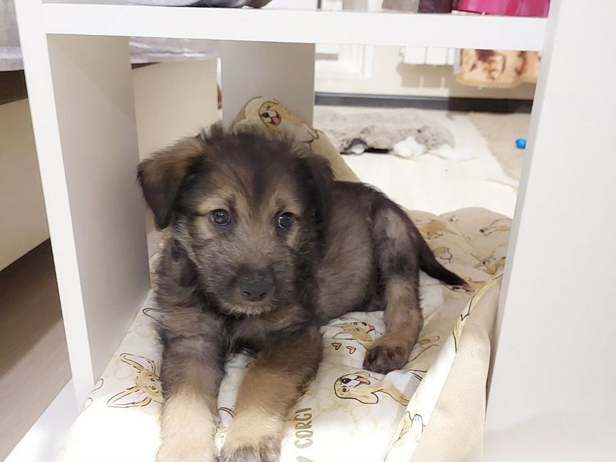 Щенок мальчик 3 мес