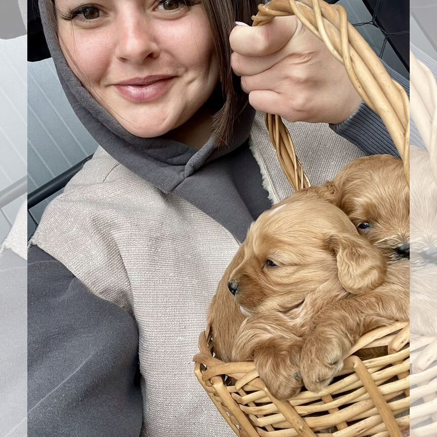 Кавапу, щенок