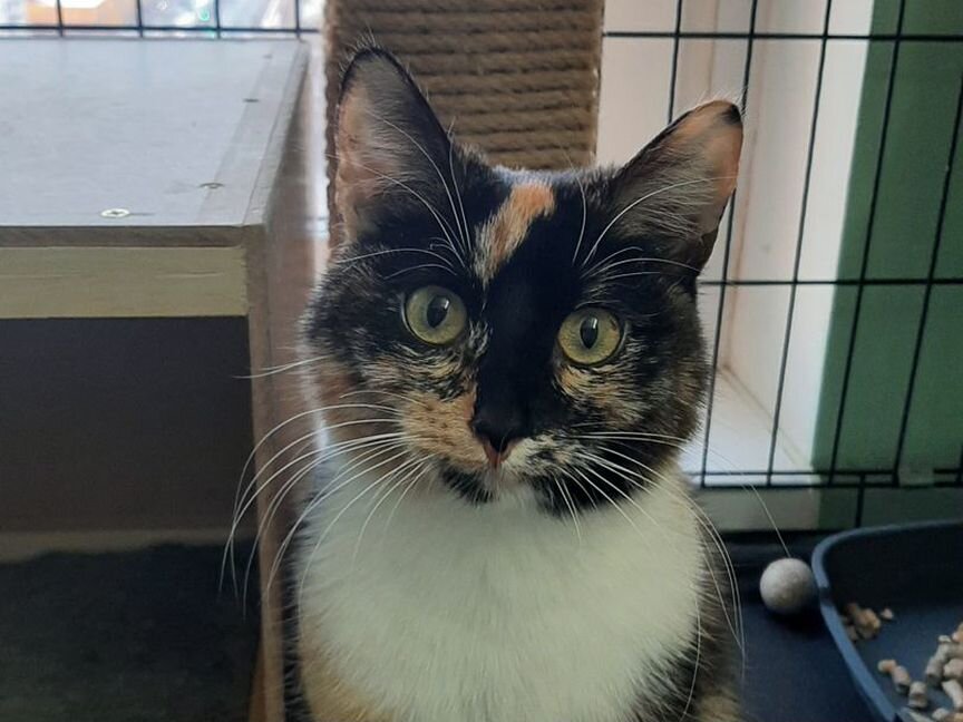 Кошки в добрые руки даром