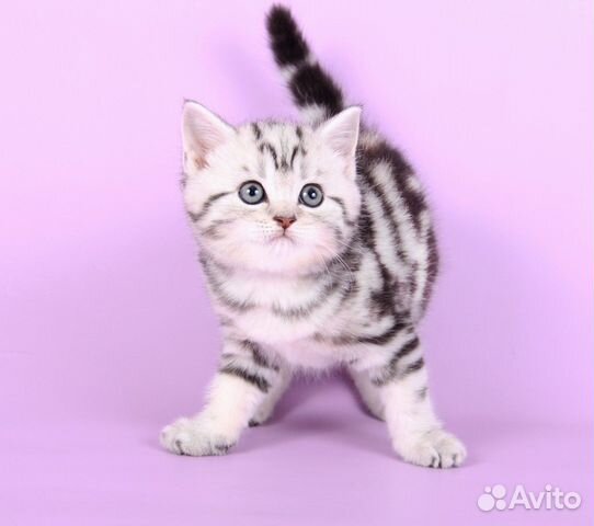 Котик в мраморной шубке Грейди,есть кошка