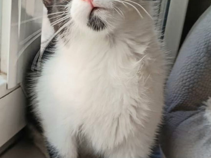 Котята в добрые руки бесплатно мальчик