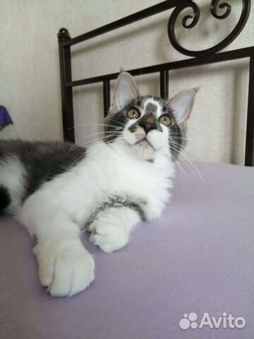 Кошка мэйн кун