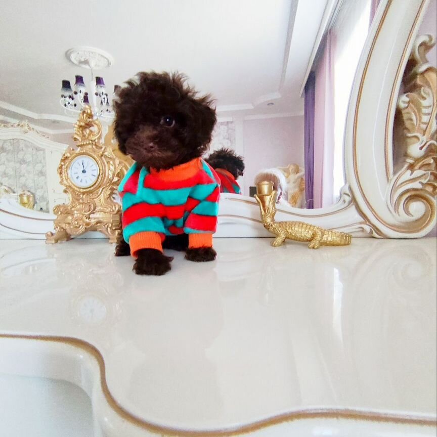 Teddy мальтипу шоколад