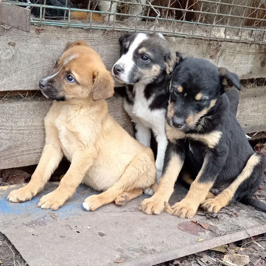 Щенок в добрые руки