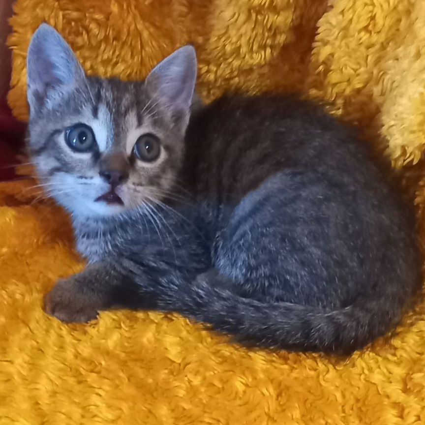 Красавец кот