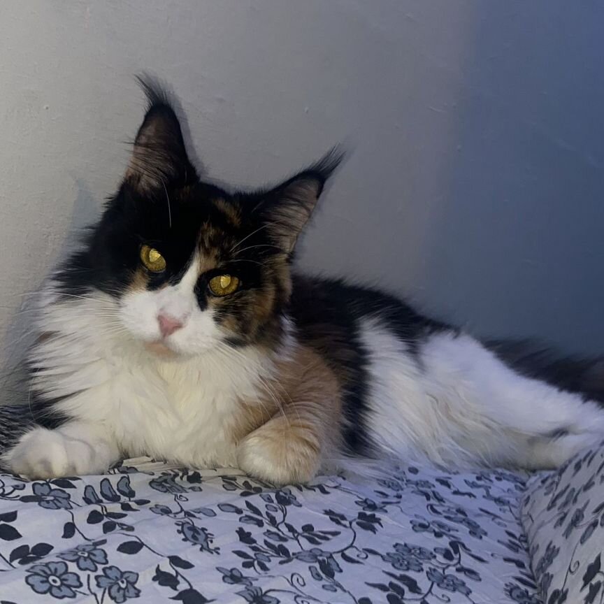 Мейн-кун котёнок