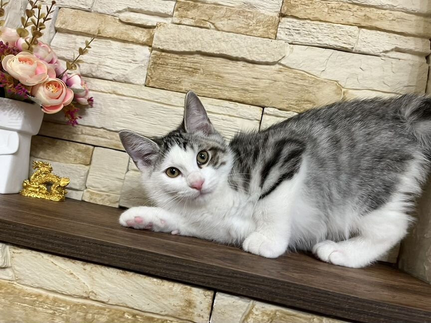 Котик курильский бобтейл