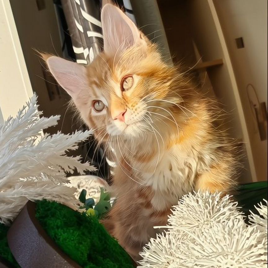 Мейн-кун котёнок