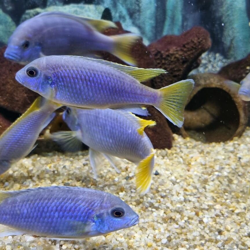 Аквариумные рыбки