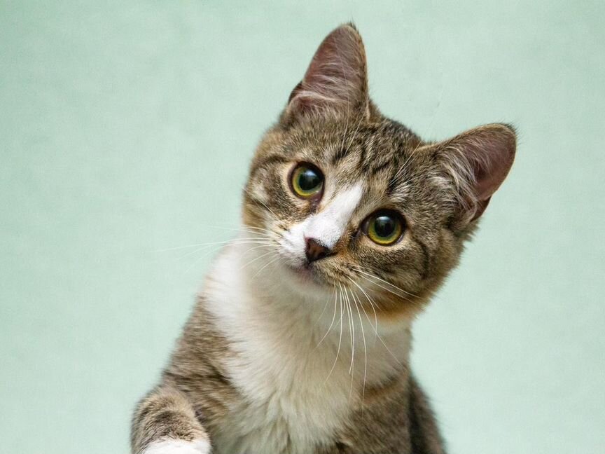 Котенок Луна в добрые руки