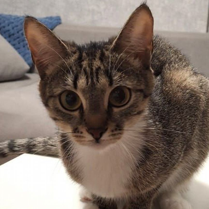 Котёнок, кошка
