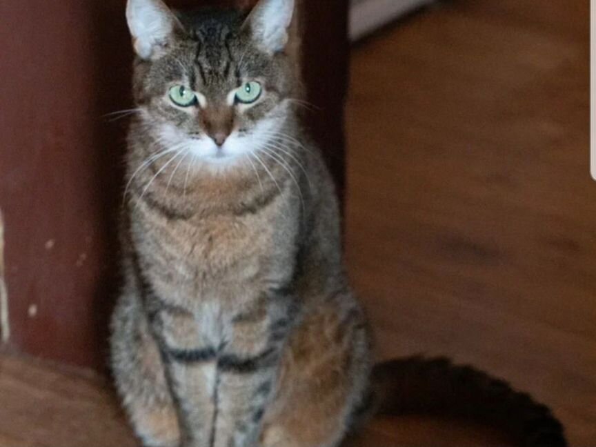 У котика Маурицио умер хозяин. Ищет дом