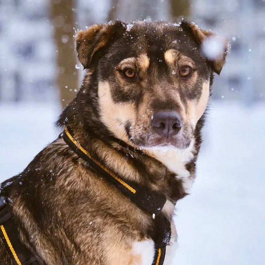 Взрослая собака в добрые руки