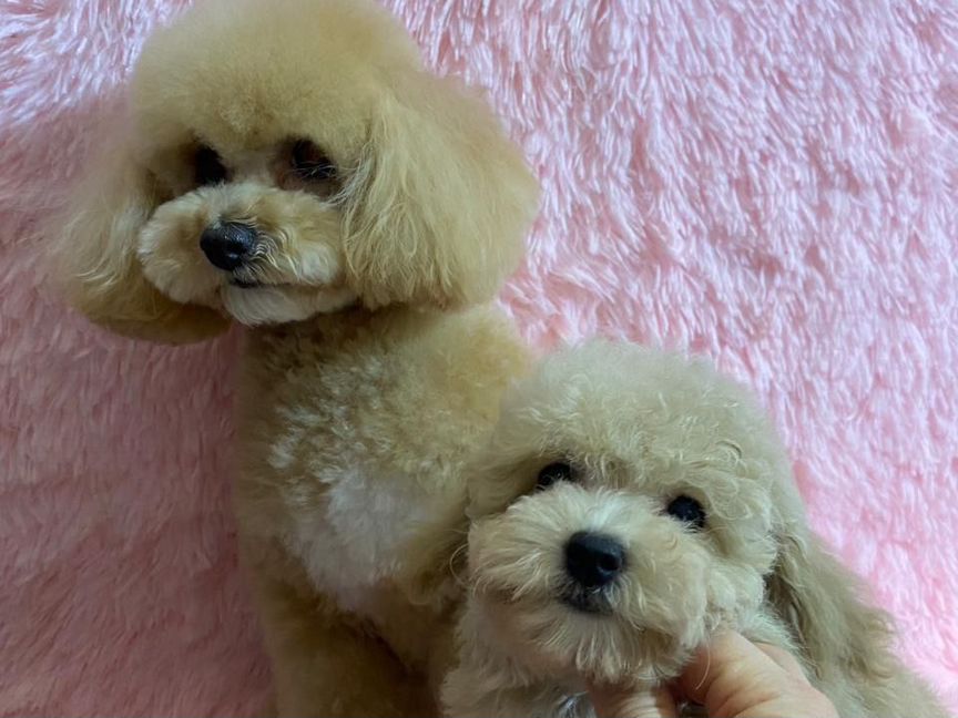 Мальтипу мини f1