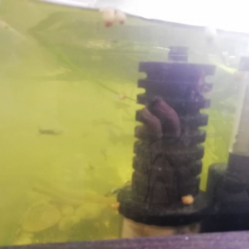 Улитки ампулярии малышки