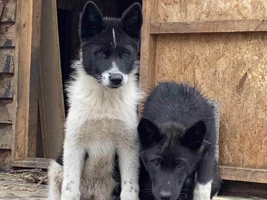 Щенки волкособа