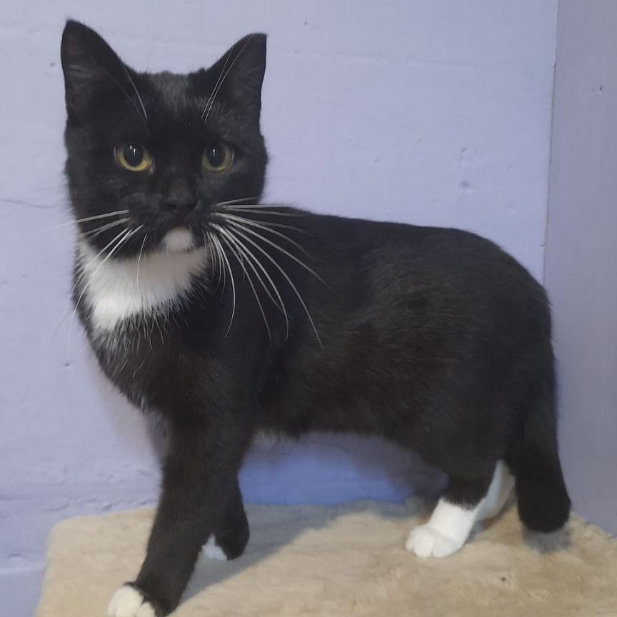 Кошка ищет семью