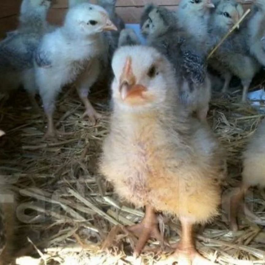Цыплята мастер грей