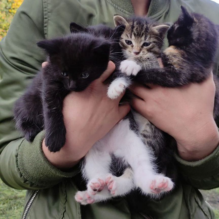Котята в добрые руки