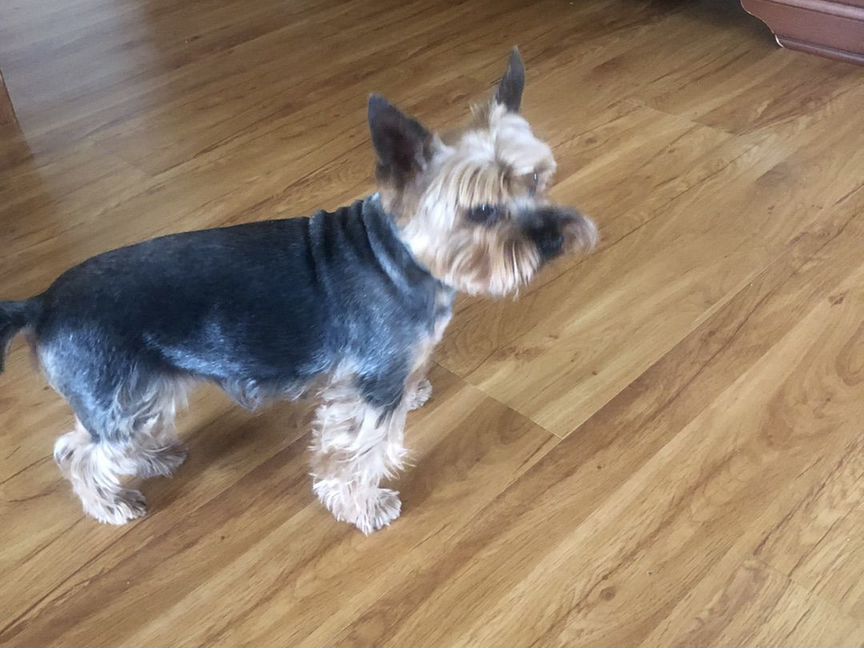 Потерялась собака