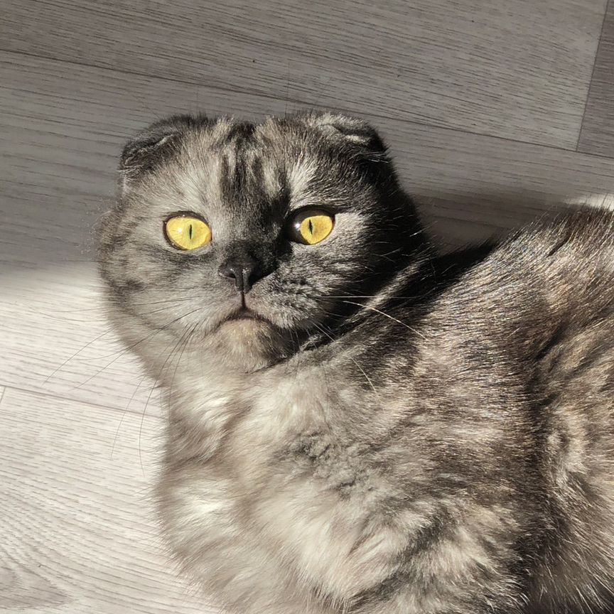 Шотландская вислоухая кошка