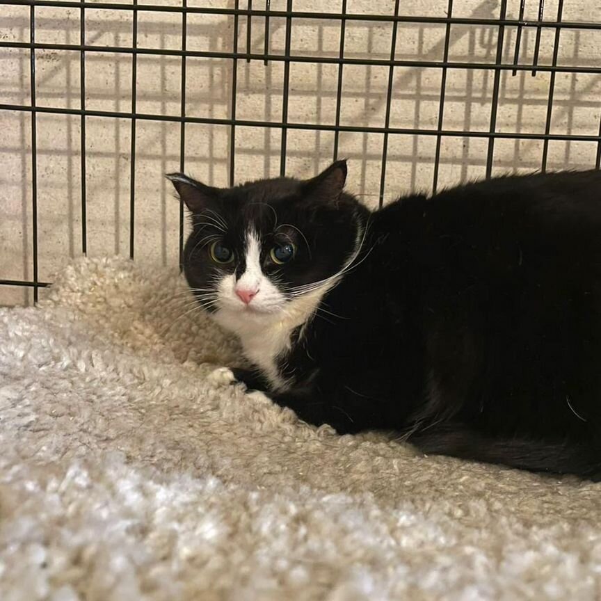 Взрослая, Девочка кошка в добрые руки