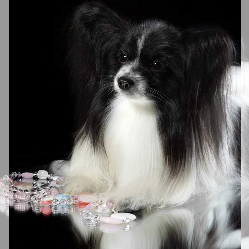 Континентальный той-спаниель папильон, щенок