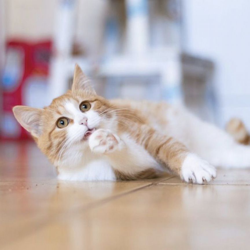 Очаровательная малышка Поночка в самые добрые руки