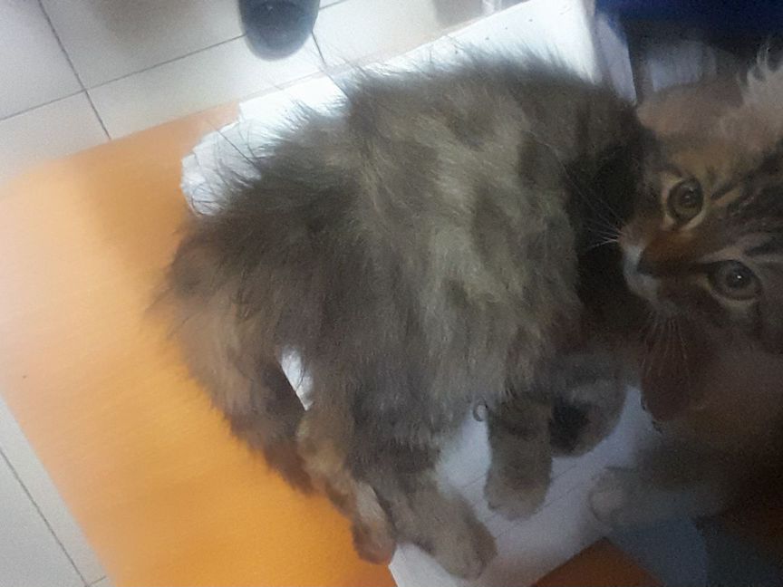 Котенок мальчик бесплатно