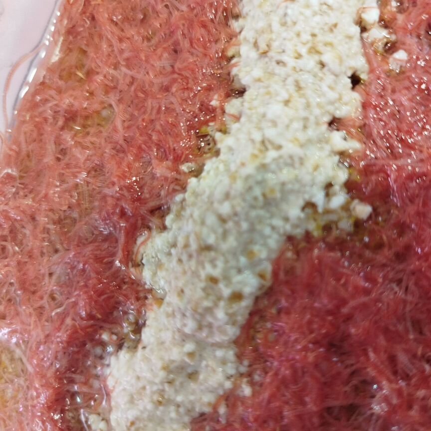 Трубочник изя живой корм